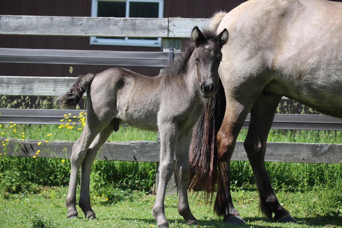 Cornell Icelandic Herd – Wagner Laboratory